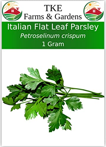 TKE Farms - Italian Flat Leaf Parsley Seeds for Planting, 1 Gram ≈ 600 Seeds, Petroselinum crispum