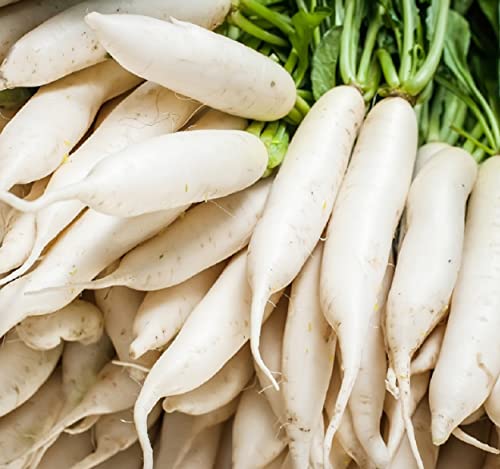 Japanese Daikon Radish Seeds for Planting - 100 Heirloom Non GMO Seeds - Full Planting Instructions to Plant & Grow a Home Vegetable Garden - Great Gardening Gift, 1 Packet