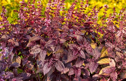 Basil Seeds for Planting 9 Variety Pack, Thai Basil Seeds, Dwarf Greek, Genovese, Italian, Lemon, Licorice, Red Rubin, Sweet Basil Seeds, Cinnamon