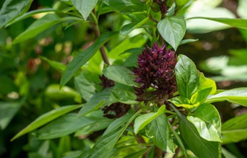 Basil Seeds for Planting 9 Variety Pack, Thai Basil Seeds, Dwarf Greek, Genovese, Italian, Lemon, Licorice, Red Rubin, Sweet Basil Seeds, Cinnamon