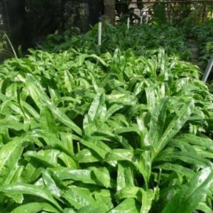 Recao, Culantro, Cilantro ancho, Mexican Coriander (Eryngium foetidum) 200++ Qty Seeds Pack