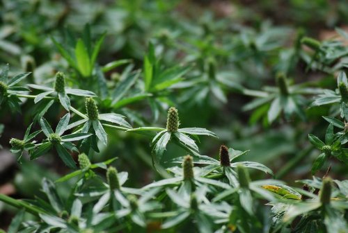 Recao, Culantro, Cilantro ancho, Mexican Coriander (Eryngium foetidum) 200++ Qty Seeds Pack