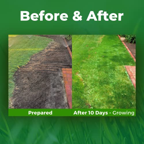 Grotrax Biodegradable Grass Seed Mat - 100 sqft Year Round Green - Grass Seed and Fertilizer for Lawns, Dog Patches & Shade - Just Roll, Water & Grow - No Fake or Artificial Grass