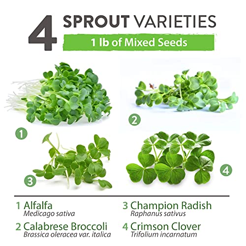 Sprouts and Microgreens Seeds Bulk Mix (16oz): Broccoli, Alfalfa, Radish, Clover Seeds for Sprouting - Grow Healthy Non-GMO Micro Greens - Sprout Seeds Variety Pack - Even Spread of Varieties