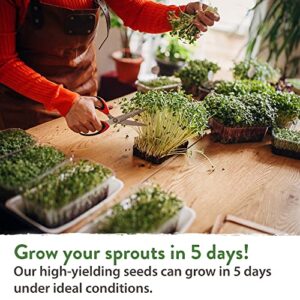 Sprouts and Microgreens Seeds Bulk Mix (16oz): Broccoli, Alfalfa, Radish, Clover Seeds for Sprouting - Grow Healthy Non-GMO Micro Greens - Sprout Seeds Variety Pack - Even Spread of Varieties