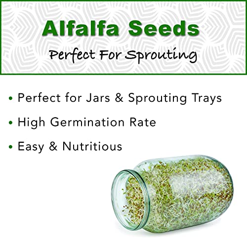 USDA Organic Alfalfa Sprouting Seeds | 1 Pound | Perfect for Sprouting & Microgreens, Premium Alfalfa Sprout Seeds, Non-GMO