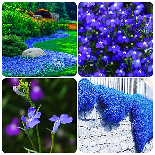 1000+ Blue Creeping Thyme Seeds for Planting, Dwarf Ground Cover Plants Easy to Plant and Grow, for Rocks and Lawns