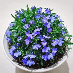 1000+ Blue Creeping Thyme Seeds for Planting, Dwarf Ground Cover Plants Easy to Plant and Grow, for Rocks and Lawns