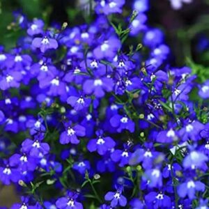 1000+ Blue Creeping Thyme Seeds for Planting, Dwarf Ground Cover Plants Easy to Plant and Grow, for Rocks and Lawns