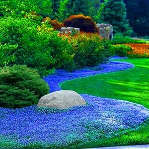 1000+ Blue Creeping Thyme Seeds for Planting, Dwarf Ground Cover Plants Easy to Plant and Grow, for Rocks and Lawns