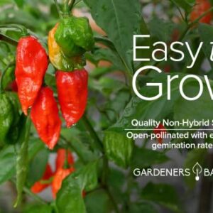 Ghost Pepper Seeds for Planting Spicy Hot - Heirloom Non-GMO Hot Pepper Seeds for Home Garden Vegetables Makes a Great Plant Gift for Gardening by Gardeners Basics