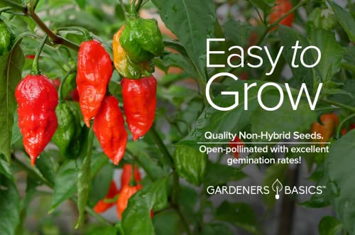 Ghost Pepper Seeds for Planting Spicy Hot - Heirloom Non-GMO Hot Pepper Seeds for Home Garden Vegetables Makes a Great Plant Gift for Gardening by Gardeners Basics