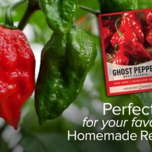 Ghost Pepper Seeds for Planting Spicy Hot - Heirloom Non-GMO Hot Pepper Seeds for Home Garden Vegetables Makes a Great Plant Gift for Gardening by Gardeners Basics