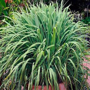 dichmag lemon grass seeds 1000+ pcs - non-gmo lemongrass seeds for planting - us seeds of lemongrass plants for garden