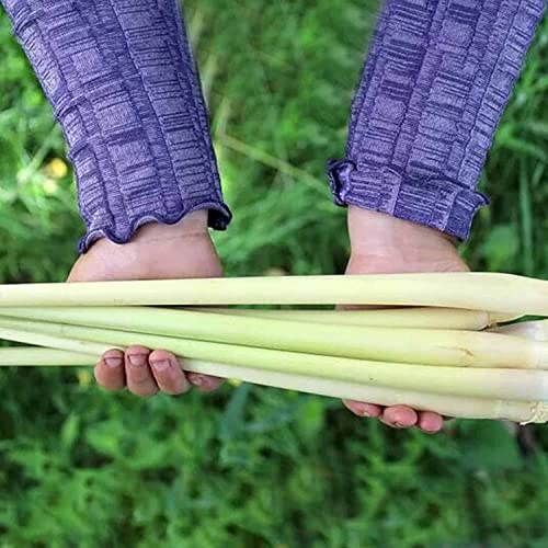 Dichmag Lemon Grass Seeds 1000+ Pcs - Non-GMO Lemongrass Seeds for Planting - US Seeds of Lemongrass Plants for Garden