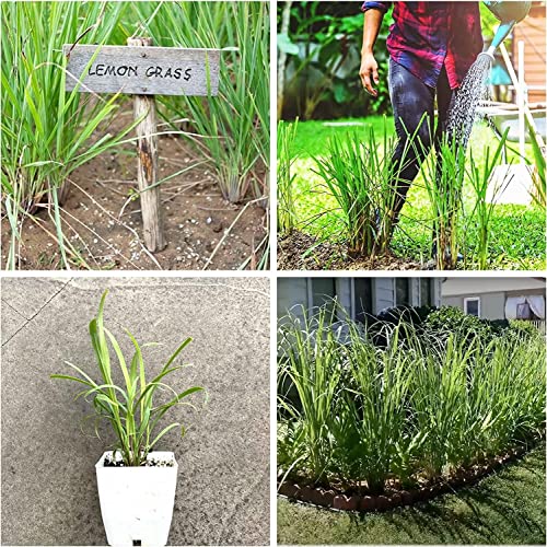 Dichmag Lemon Grass Seeds 1000+ Pcs - Non-GMO Lemongrass Seeds for Planting - US Seeds of Lemongrass Plants for Garden