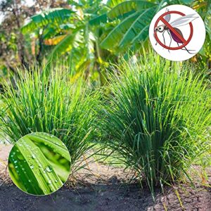 Dichmag Lemon Grass Seeds 1000+ Pcs - Non-GMO Lemongrass Seeds for Planting - US Seeds of Lemongrass Plants for Garden