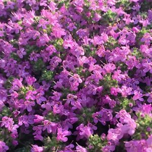 15000 Magic Creeping Thyme Seeds Beautiful Ground Cover Plants Easy to Plant and Grow Perennial Flower Landscaping Seeds for Garden