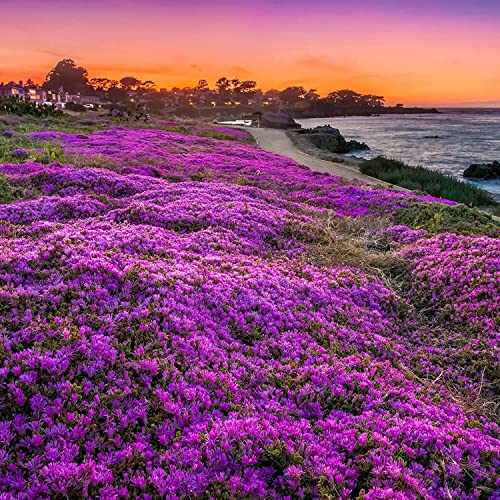 15000 Magic Creeping Thyme Seeds Beautiful Ground Cover Plants Easy to Plant and Grow Perennial Flower Landscaping Seeds for Garden