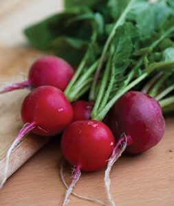 burpee cherry belle radish seeds 1000 seeds