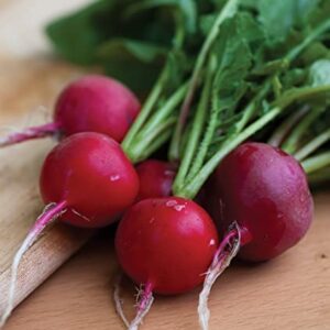 Burpee Cherry Belle Radish Seeds 1000 seeds