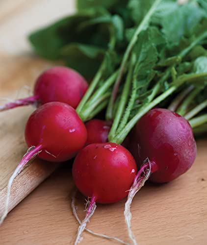 Burpee Cherry Belle Radish Seeds 1000 seeds