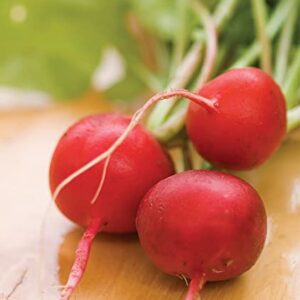 Burpee Cherry Belle Radish Seeds 1000 seeds