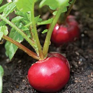 Burpee Cherry Belle Radish Seeds 1000 seeds