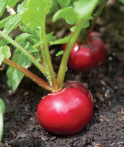 Burpee Cherry Belle Radish Seeds 1000 seeds