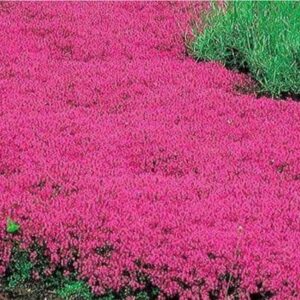 17000+ Red Creeping Thyme Seeds Ground Cover Plant Seeds Perennial- Non-GMO Heirloom Flower Creeping Thyme Seeds for Planting