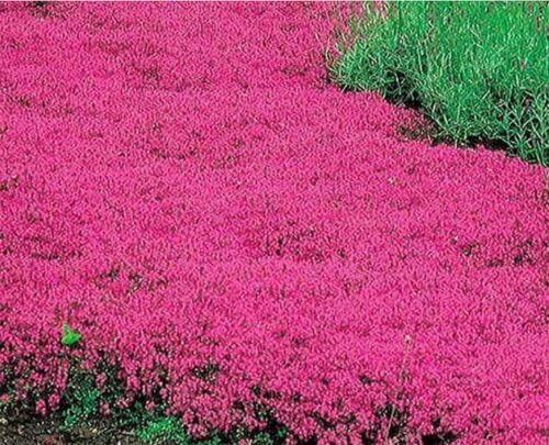 17000+ Red Creeping Thyme Seeds Ground Cover Plant Seeds Perennial- Non-GMO Heirloom Flower Creeping Thyme Seeds for Planting