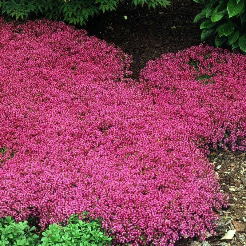 17000+ Red Creeping Thyme Seeds Ground Cover Plant Seeds Perennial- Non-GMO Heirloom Flower Creeping Thyme Seeds for Planting