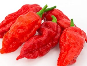 ghost pepper seeds- 25+"bhut jolokia" by ohio heirloom seeds