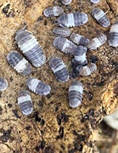 Panda King Isopods 6 Count Live Insects Cubaris Roly Poly Cleanup Crew for Terrarium Reptile Pet Food