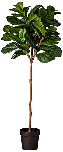 Amazon Brand - Stone & Beam Artificial Fiddle Leaf Fig Tree with Plastic Nursery Pot, 5.2 Feet (62 Inches) / Large, Indoor