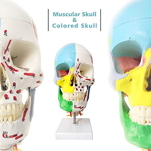 Evotech Scientific Didactic Human Skull Model, with 7 Cervical Vertebrae, Nerve and Artery, W/Muscle Inerstion and Origin Painted and Marked, Supplied with Color Instruction Guide