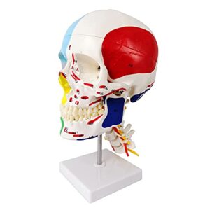 Evotech Scientific Didactic Human Skull Model, with 7 Cervical Vertebrae, Nerve and Artery, W/Muscle Inerstion and Origin Painted and Marked, Supplied with Color Instruction Guide