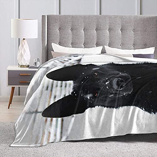 CHENGCHI Winter Black German Shepherd Throw Blanket for Bed Couch Fleece Blankets 50 x 60 Inch Lightweight Soft Bed Blanket for Men Women Multicolor XX-Large