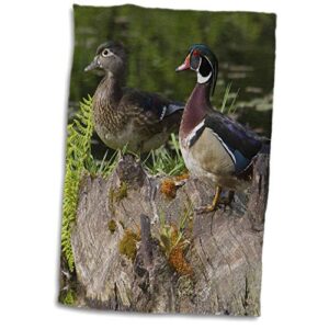 3dRose Towel, Wood Duck Pair