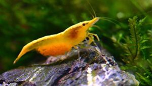 blue crown aquatic 10 ultra gold (neocaridina davidi) live freshwater aquarium shrimps 1/4 to 1/2 inch