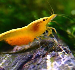 Blue Crown Aquatic 10 Ultra Gold (Neocaridina Davidi) Live Freshwater Aquarium Shrimps 1/4 to 1/2 inch