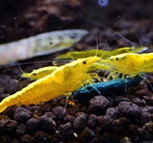 Blue Crown Aquatic 10 Ultra Gold (Neocaridina Davidi) Live Freshwater Aquarium Shrimps 1/4 to 1/2 inch