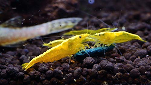 Blue Crown Aquatic 10 Ultra Gold (Neocaridina Davidi) Live Freshwater Aquarium Shrimps 1/4 to 1/2 inch