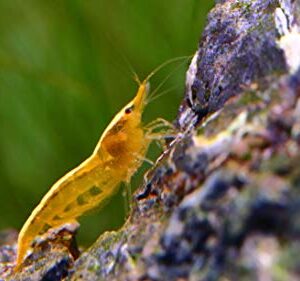 Blue Crown Aquatic 10 Ultra Gold (Neocaridina Davidi) Live Freshwater Aquarium Shrimps 1/4 to 1/2 inch