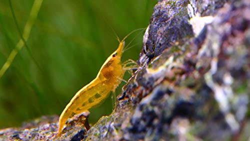 Blue Crown Aquatic 10 Ultra Gold (Neocaridina Davidi) Live Freshwater Aquarium Shrimps 1/4 to 1/2 inch