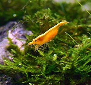 Blue Crown Aquatic 10 Ultra Gold (Neocaridina Davidi) Live Freshwater Aquarium Shrimps 1/4 to 1/2 inch