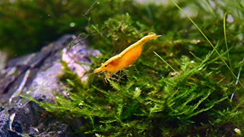 Blue Crown Aquatic 10 Ultra Gold (Neocaridina Davidi) Live Freshwater Aquarium Shrimps 1/4 to 1/2 inch