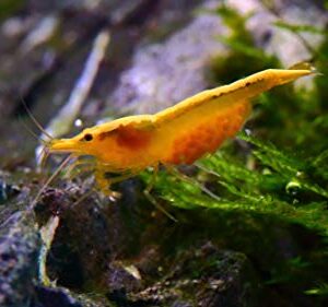 Blue Crown Aquatic 10 Ultra Gold (Neocaridina Davidi) Live Freshwater Aquarium Shrimps 1/4 to 1/2 inch