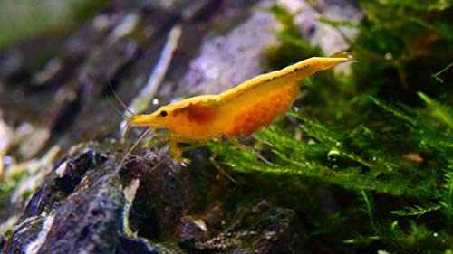 Blue Crown Aquatic 10 Ultra Gold (Neocaridina Davidi) Live Freshwater Aquarium Shrimps 1/4 to 1/2 inch