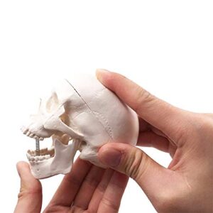 Mini Skull Model,Human Medical Anatomical Head Bone,Small Size Adult Head Bone for Education